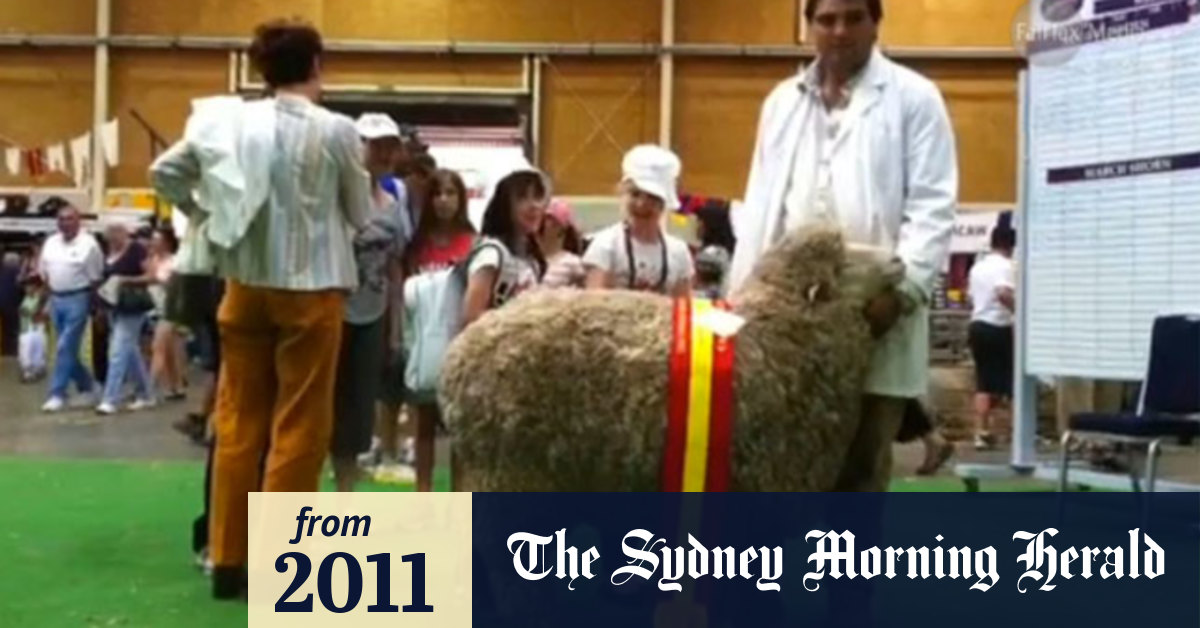 Video: 'Baaa', the sheep said to the judge